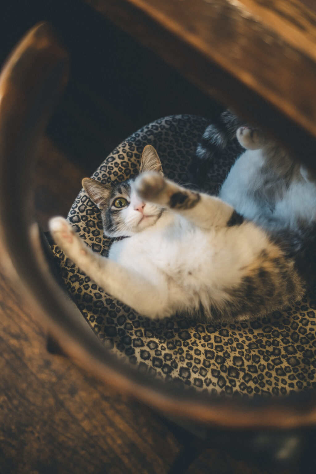 猫cat – tanco photography