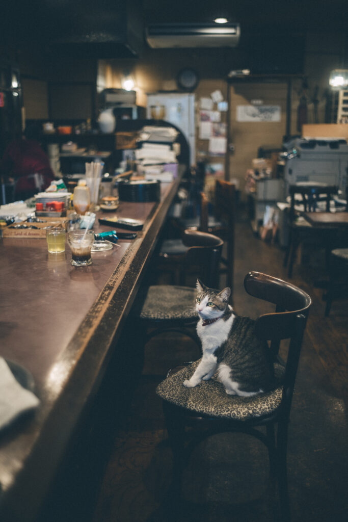 猫cat – tanco photography