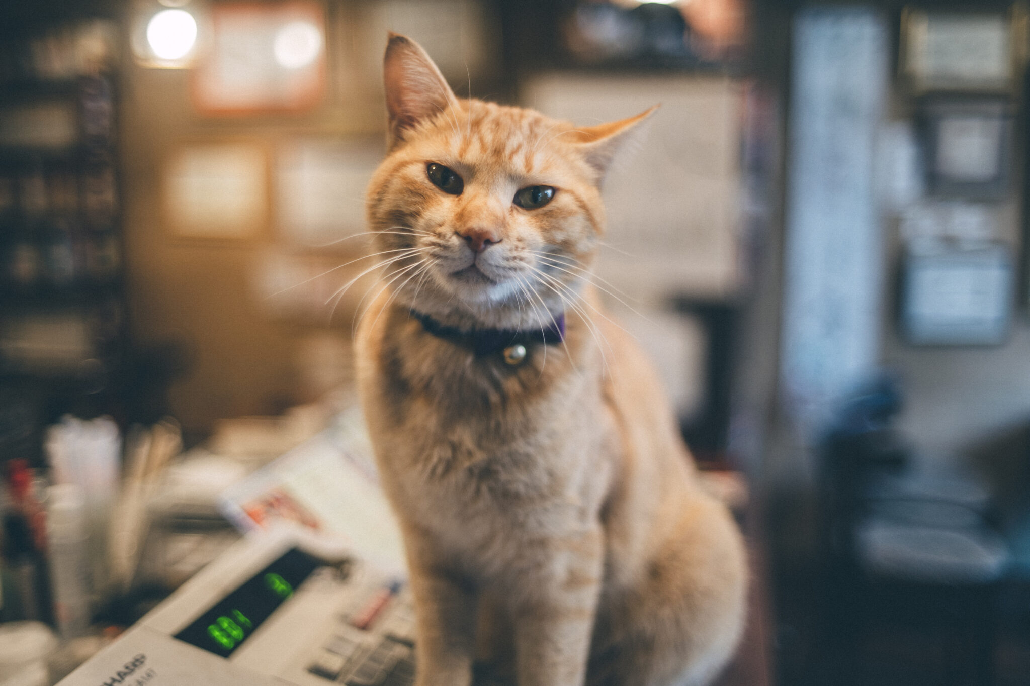 猫cat – tanco photography