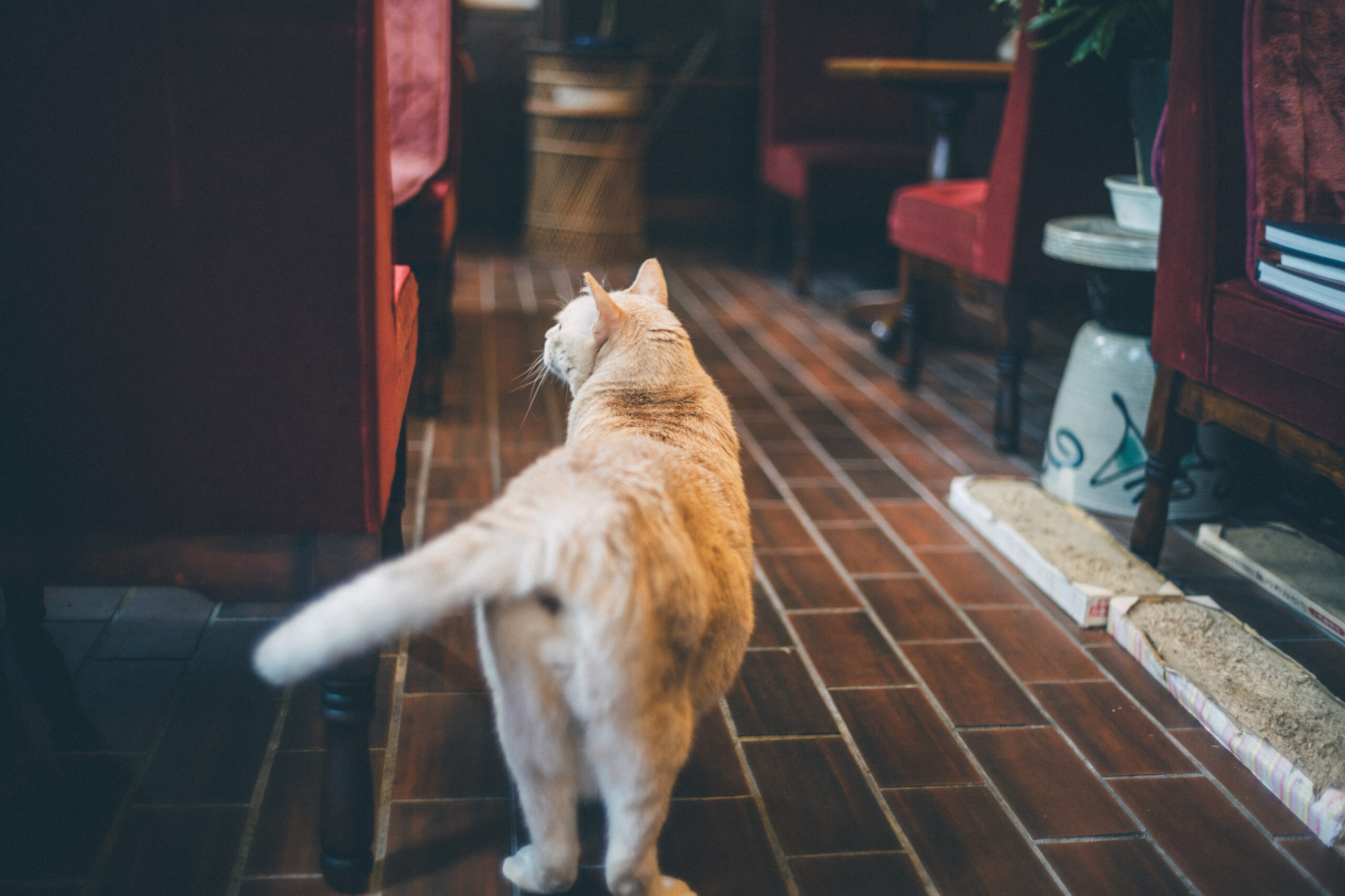 猫cat – tanco photography