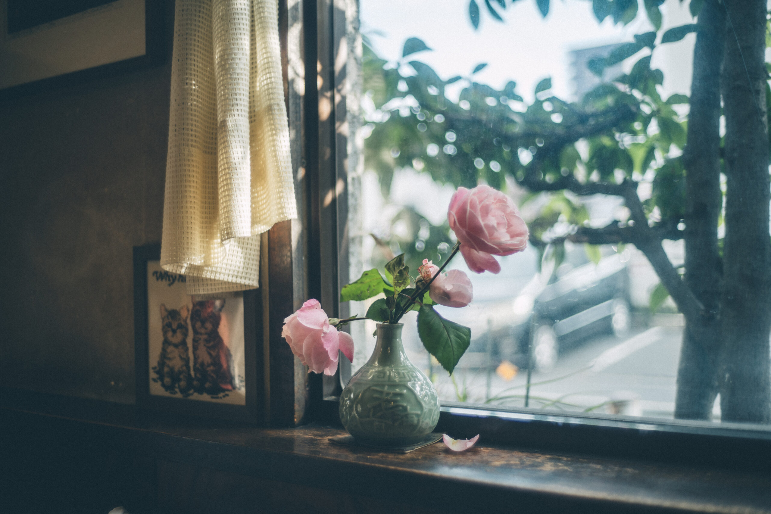 猫cat – tanco photography