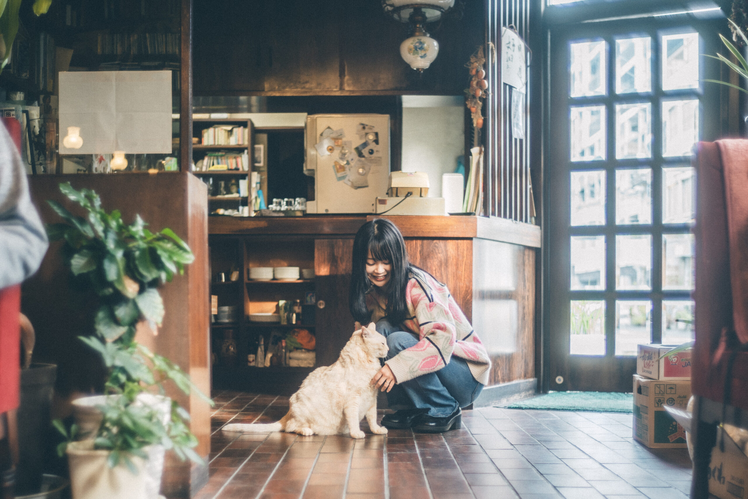 猫cat – tanco photography